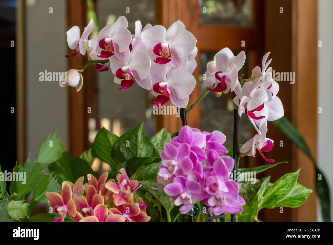 Abstract texture view of a branch of stunning white and rosy red ...