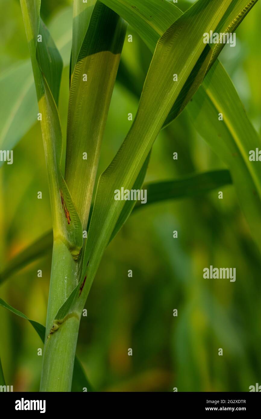 A type of green grass whose leaves are very sharp and this grass is ...