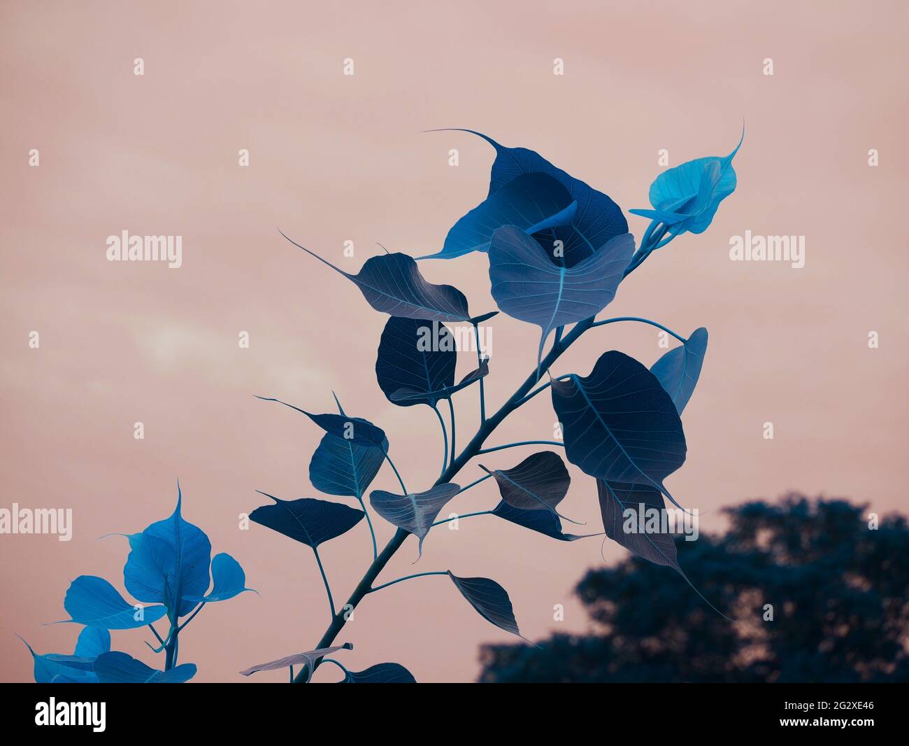 Turquoise Color leaves with light color sky framework Stock Photo - Alamy
