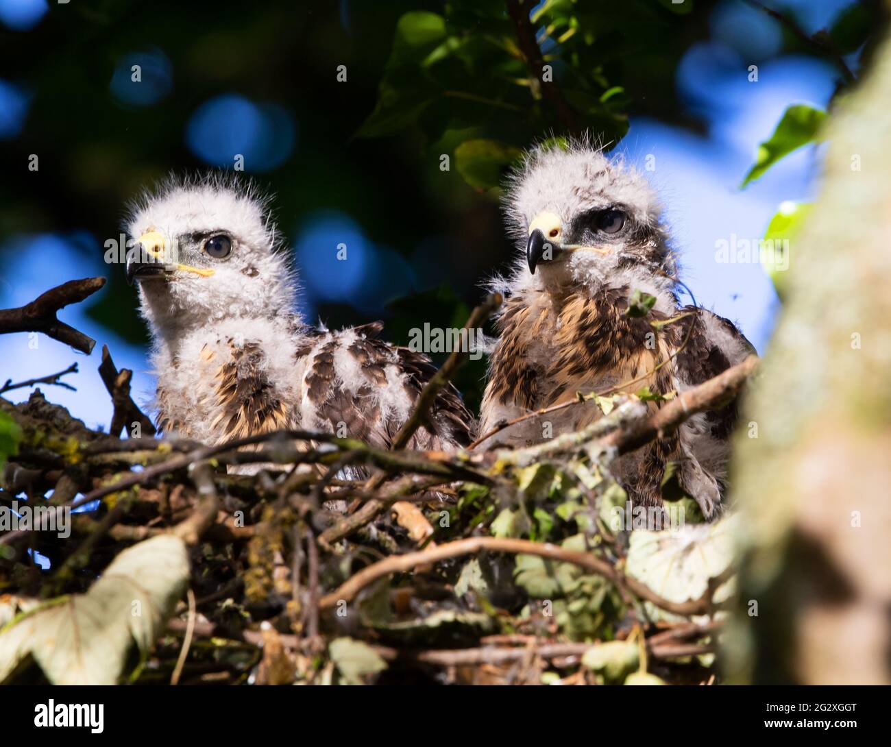 Buteo buteo common buzzard nest hi-res stock photography and images - Alamy