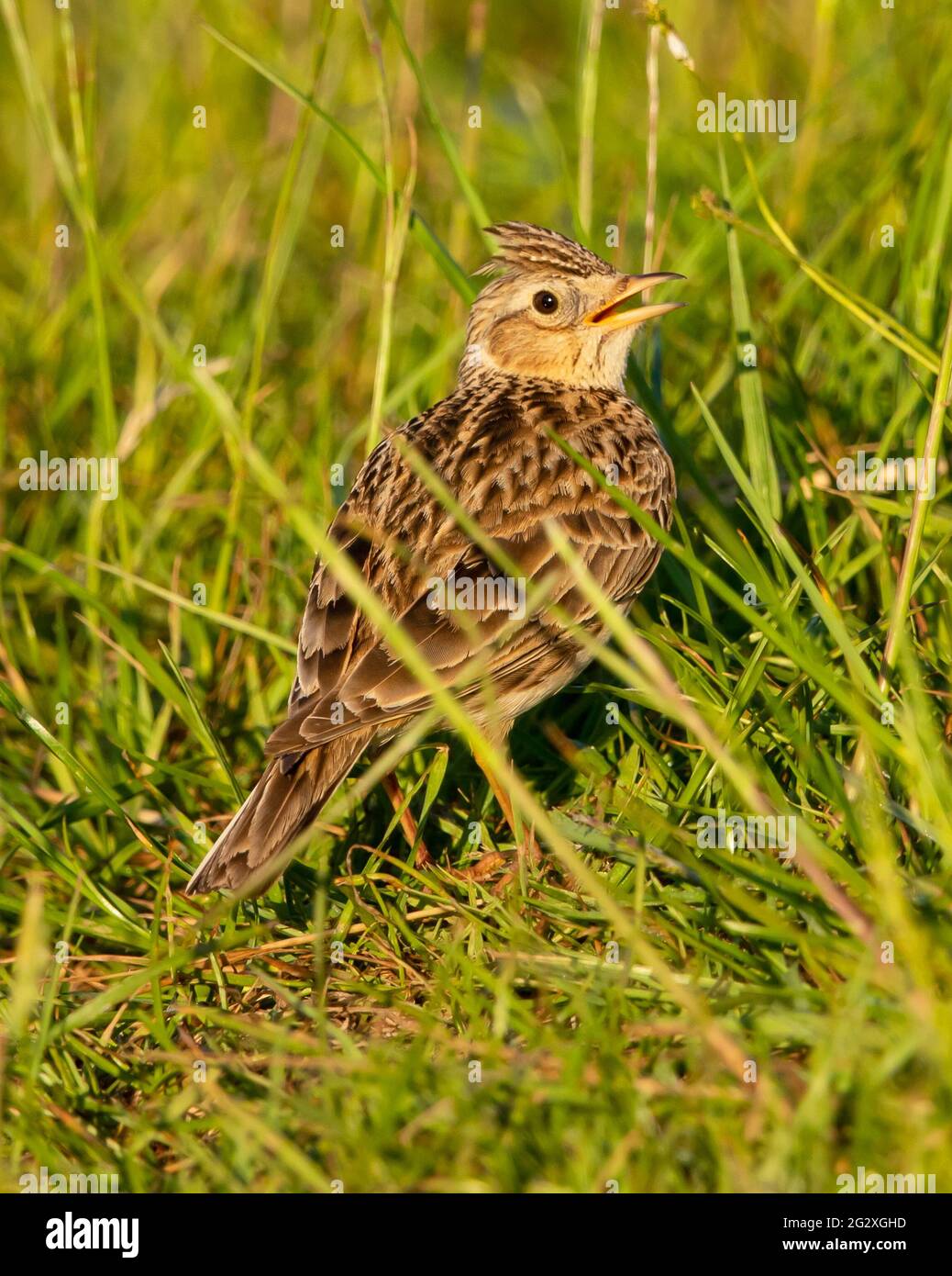 Skylark alauda arvensis bird hi-res stock photography and images - Alamy