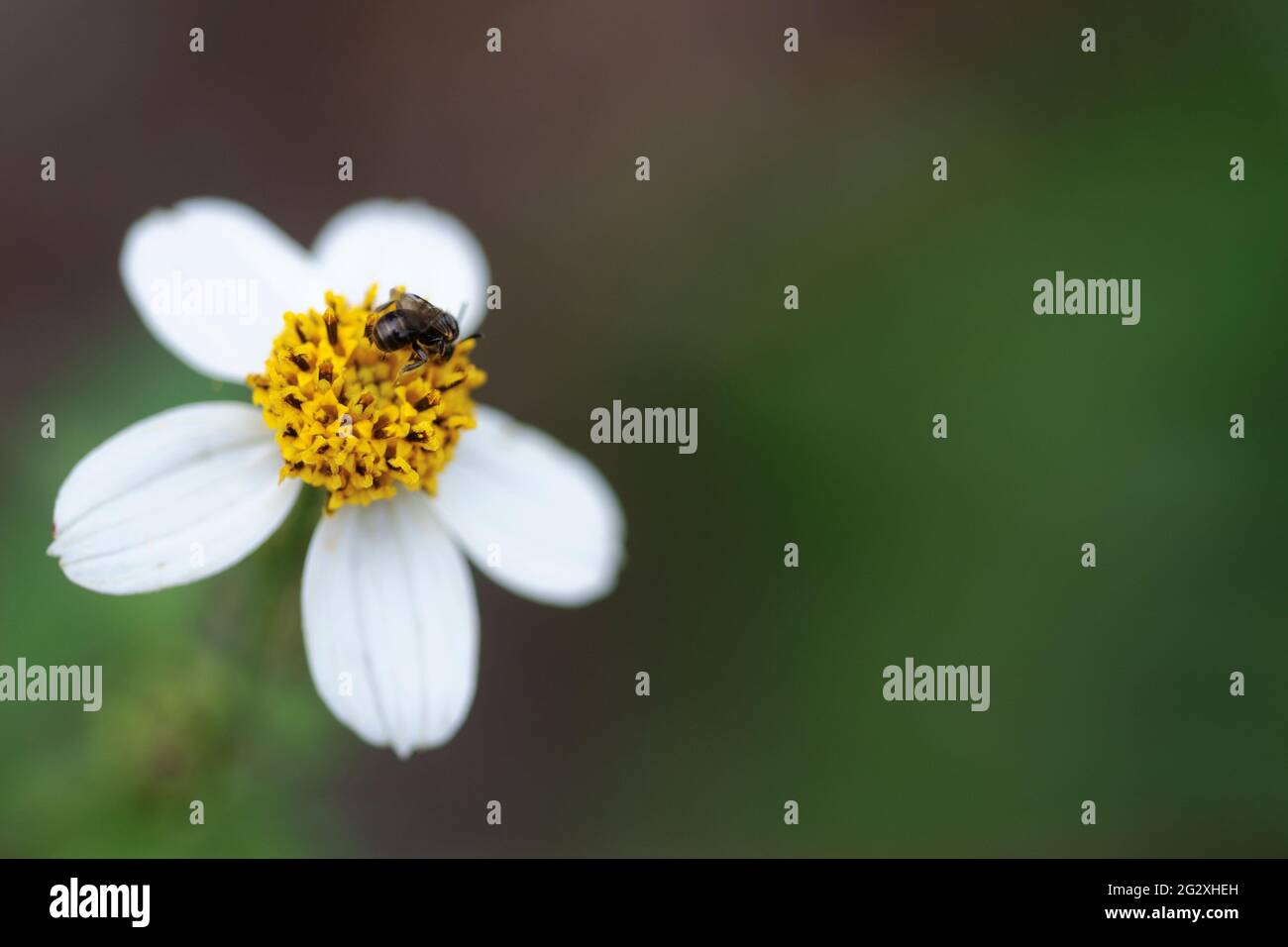 Tamil nadu insects hi-res stock photography and images - Alamy