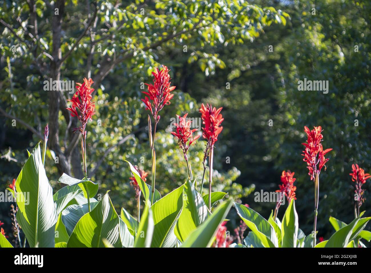 Field canna flowers hi-res stock photography and images - Alamy