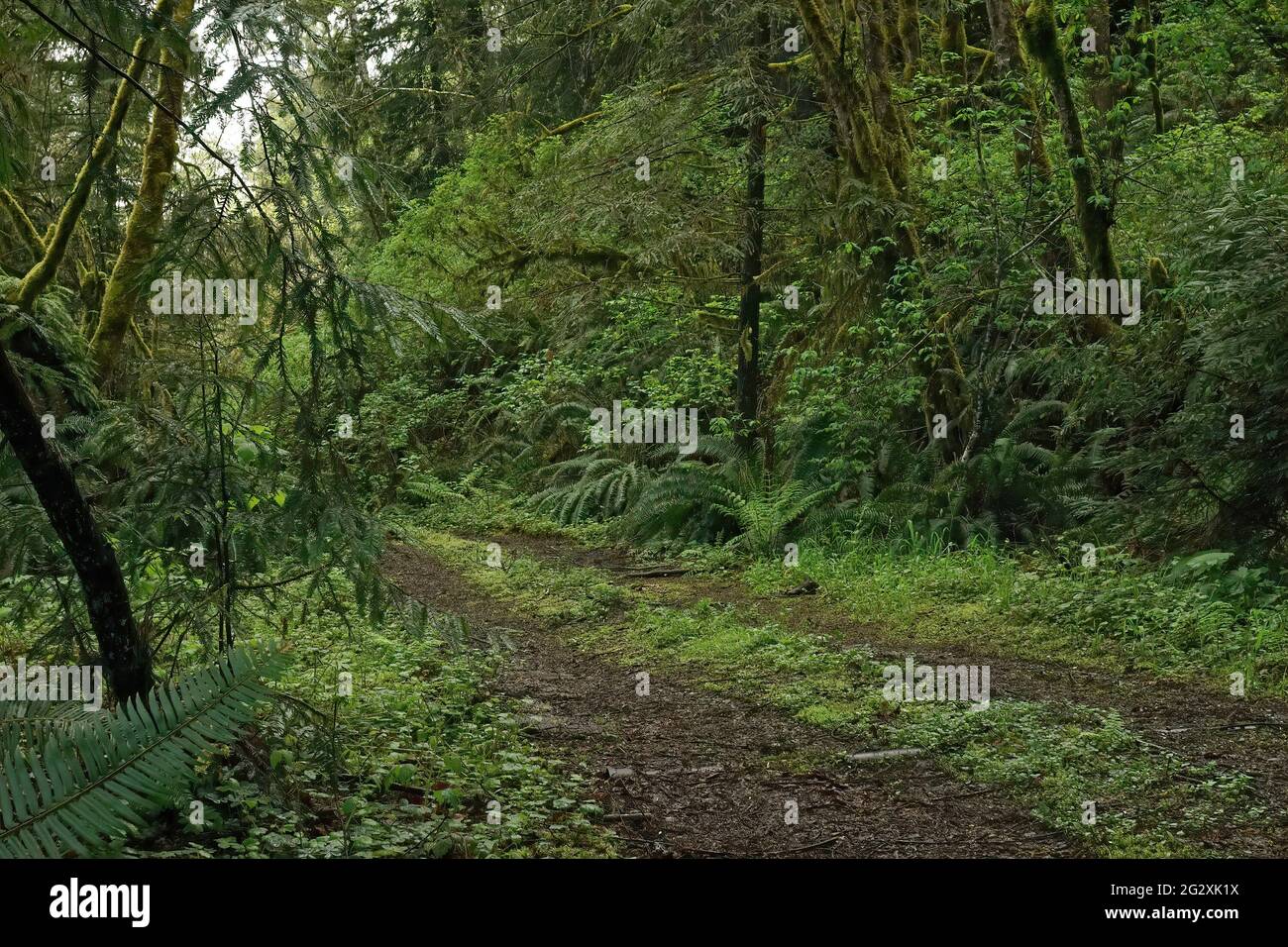 A typical rainforest scenery with fresh greenery in Del Norte County ...