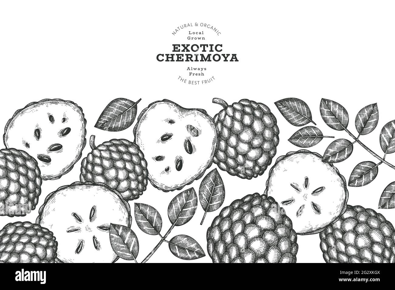 Hand drawn sketch style cherimoya banner. Organic fresh fruit vector ...