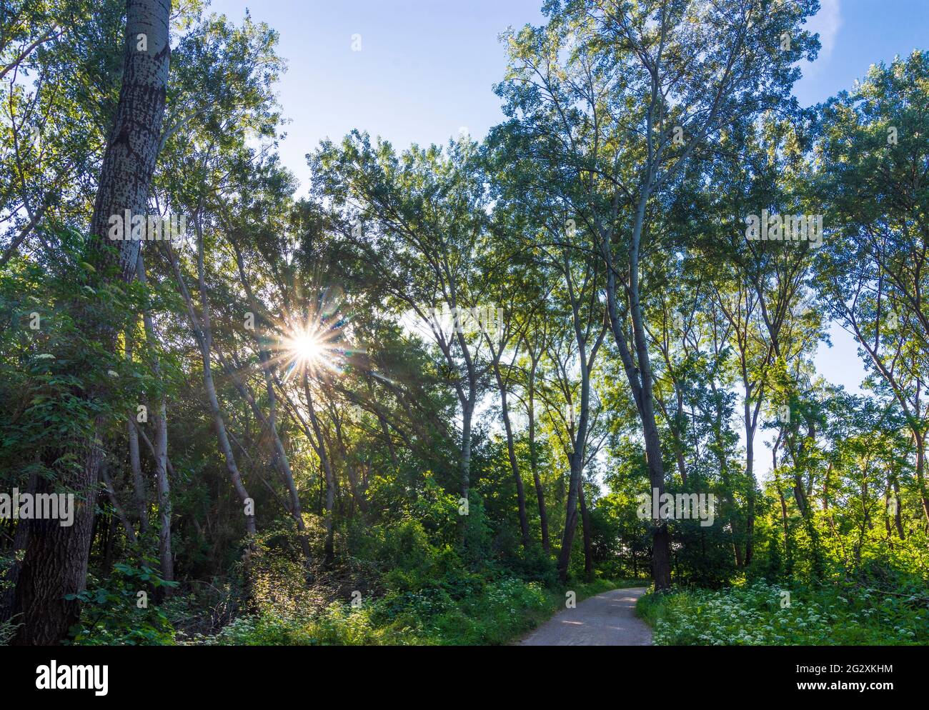 Wien, Vienna: trees in Lobau, part of Nationalpark Donau-Auen (Danube ...