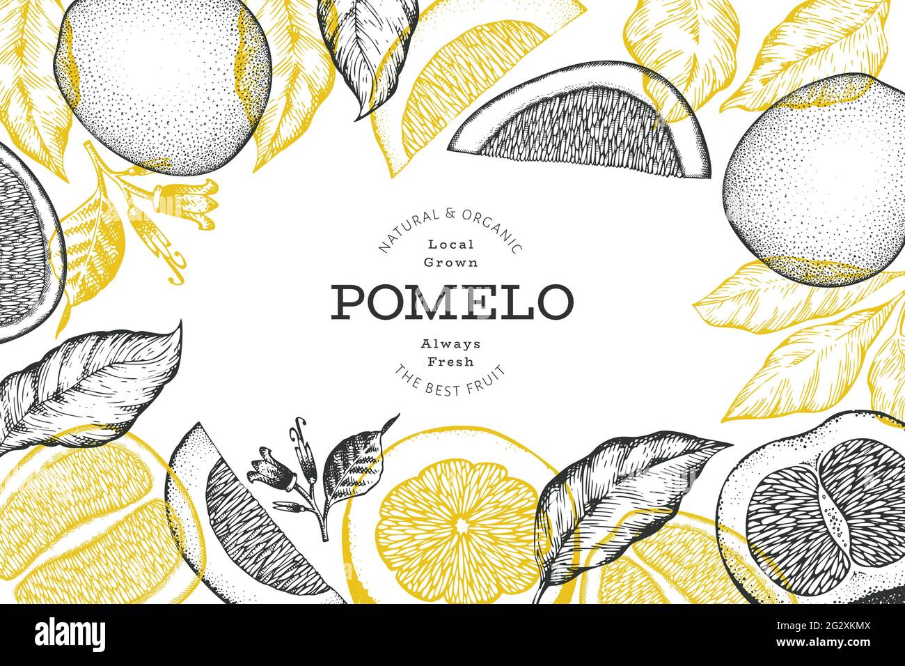Hand drawn sketch style pomelo banner. Organic fresh fruit vector ...