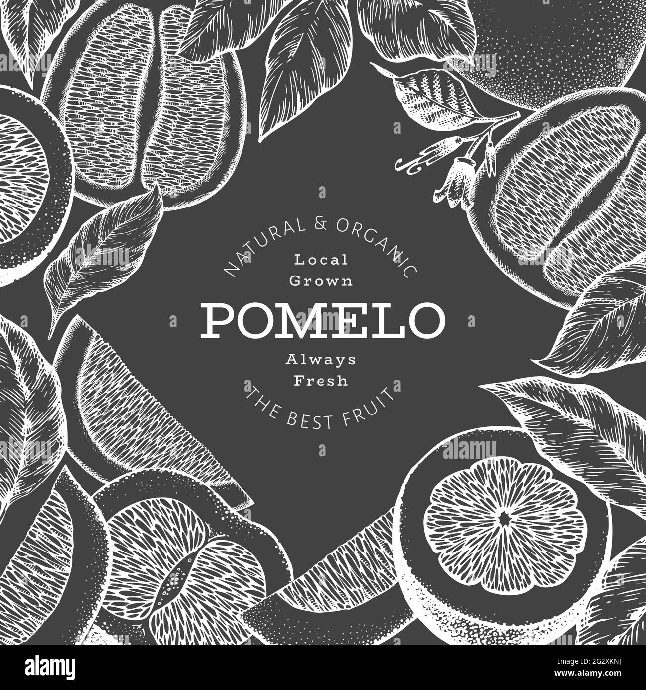 Hand drawn sketch style pomelo banner. Organic fresh fruit vector ...
