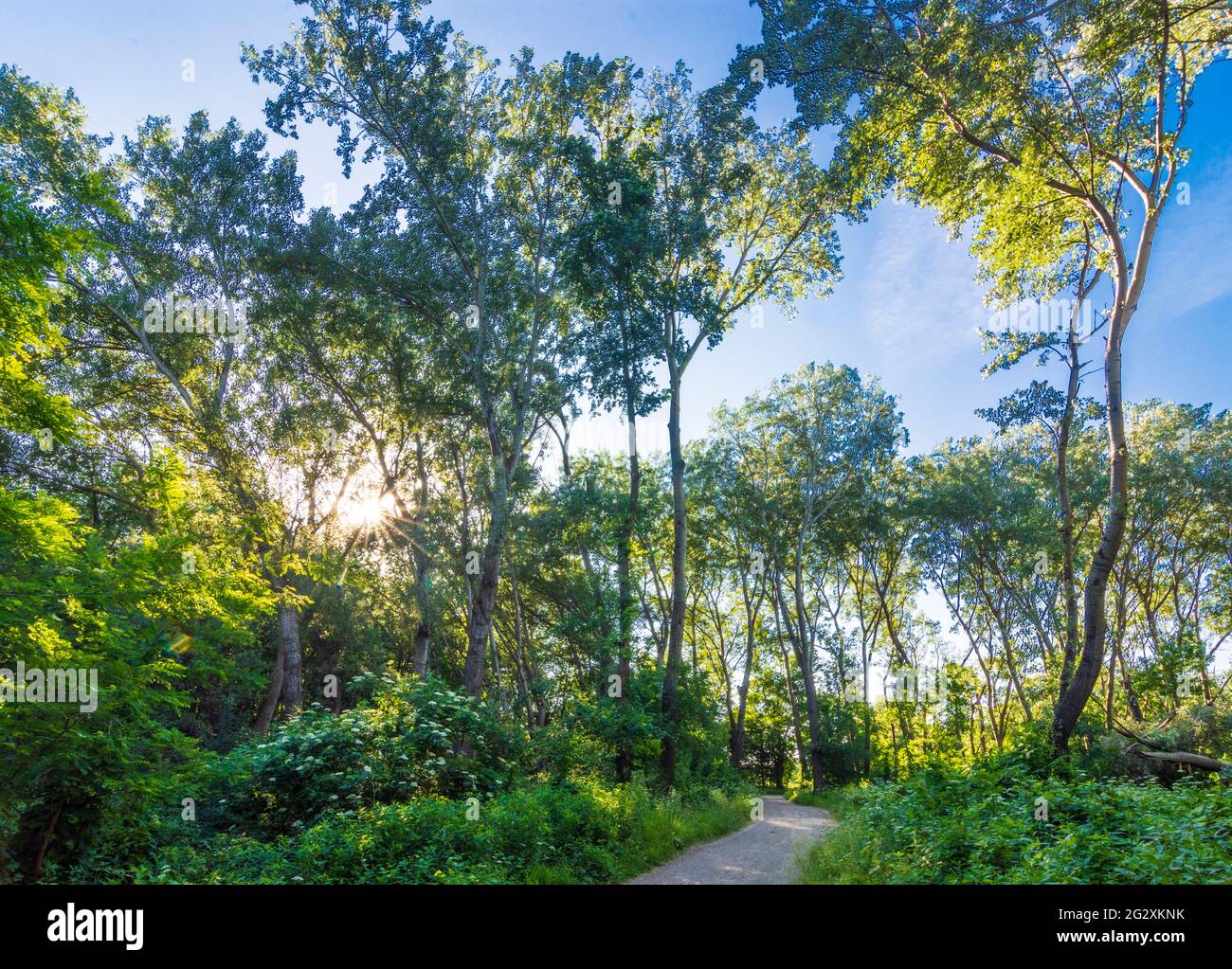 Donau forest hi-res stock photography and images - Alamy