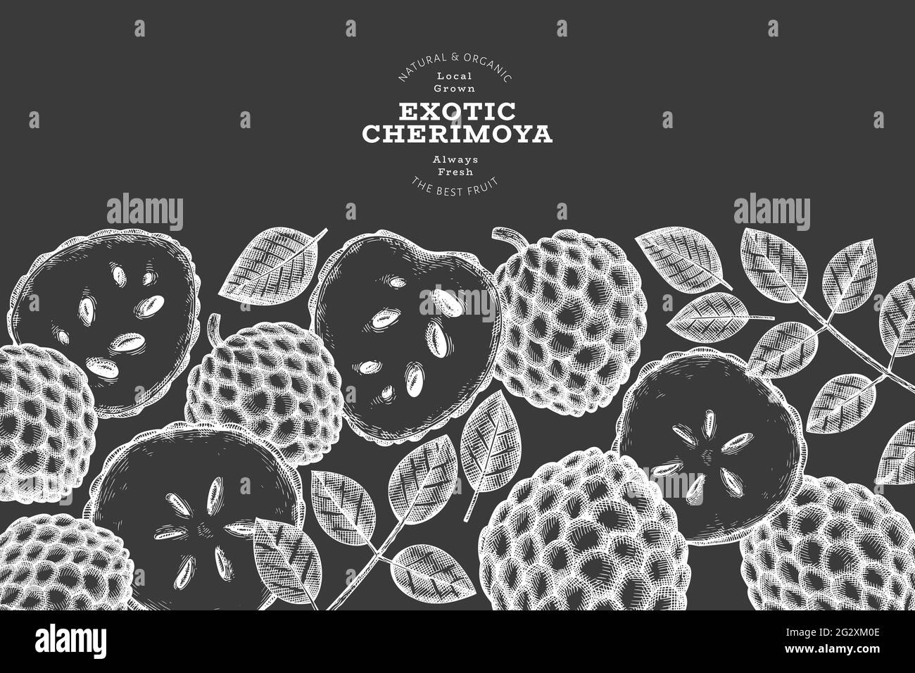 Hand drawn sketch style cherimoya banner. Organic fresh fruit vector ...
