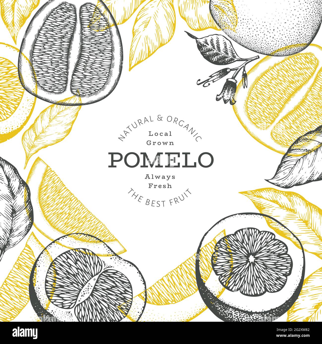 Hand drawn sketch style pomelo banner. Organic fresh fruit vector ...