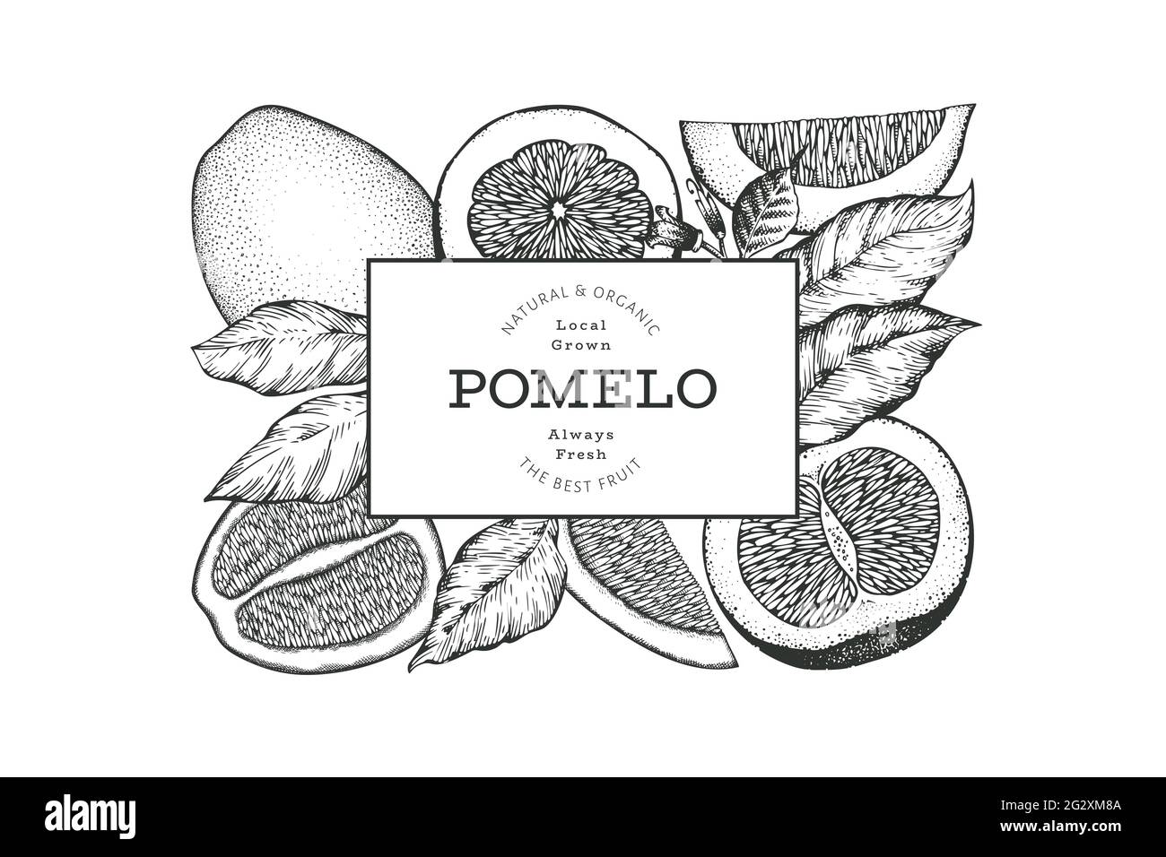 Hand drawn sketch style pomelo banner. Organic fresh fruit vector ...