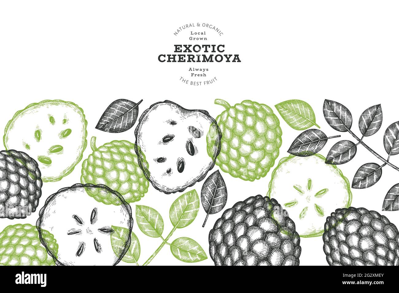 Hand drawn sketch style cherimoya banner. Organic fresh fruit vector ...