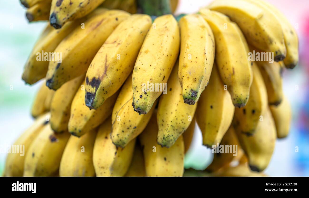 Yellow ripe bananas on the tree. This is a nutritious fruit with a lot ...