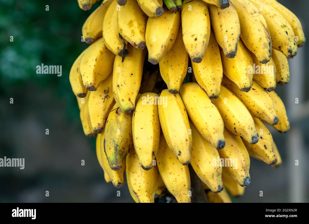 Yellow ripe bananas on the tree. This is a nutritious fruit with a lot ...