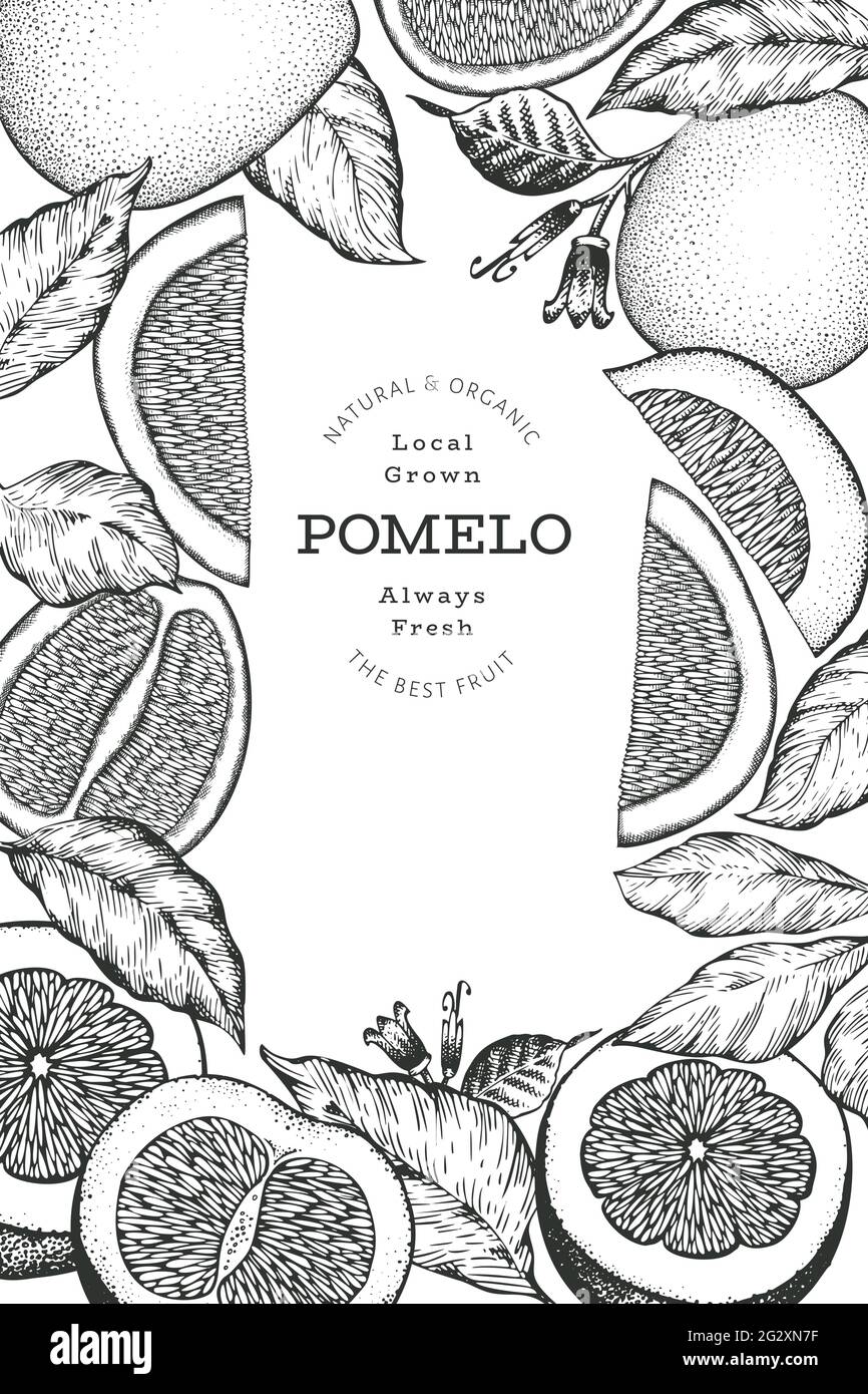 Hand drawn sketch style pomelo banner. Organic fresh fruit vector ...