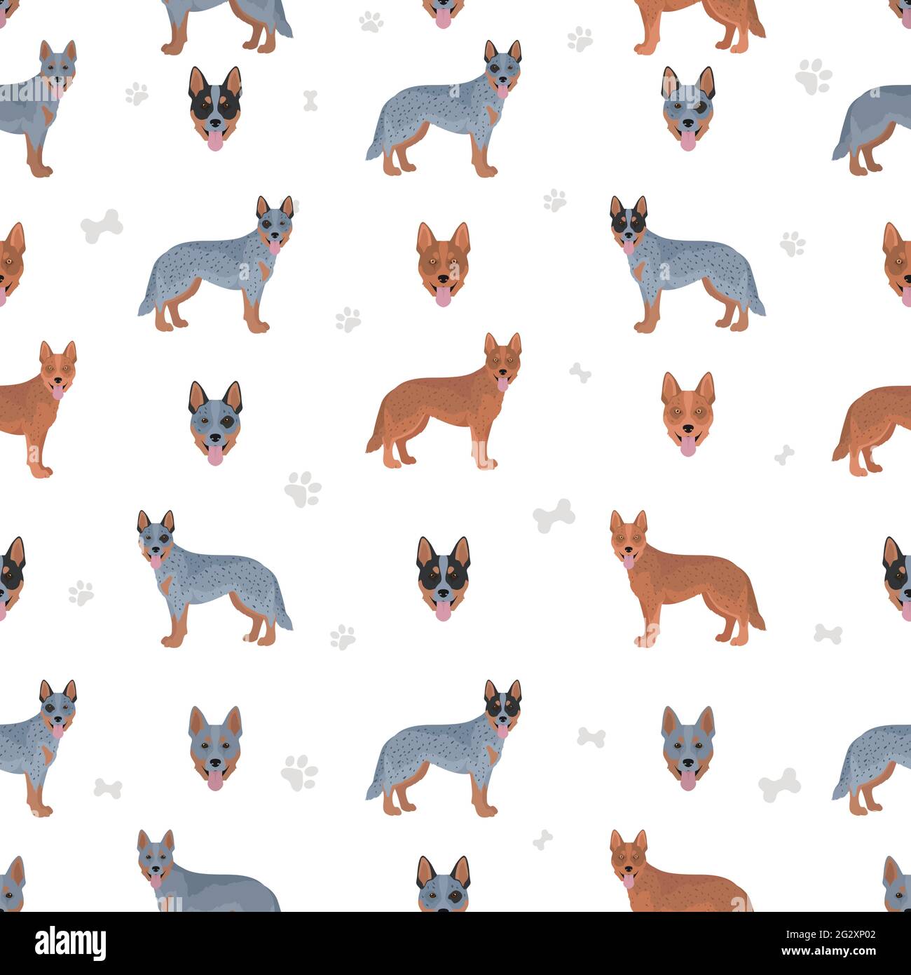Australian blue heeler Stock Vector Images - Alamy