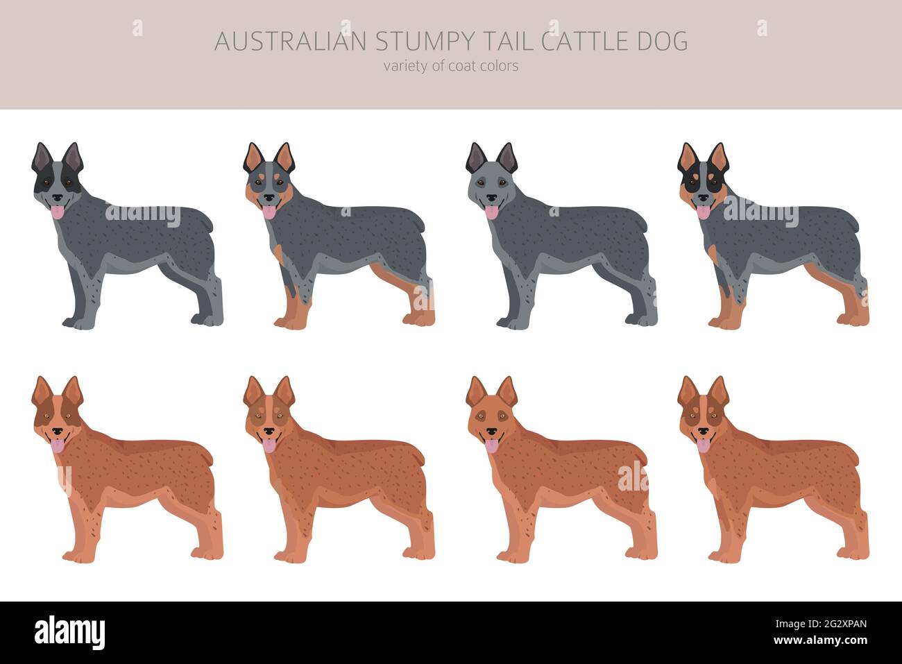 Which Dogs Have Stubby Tail