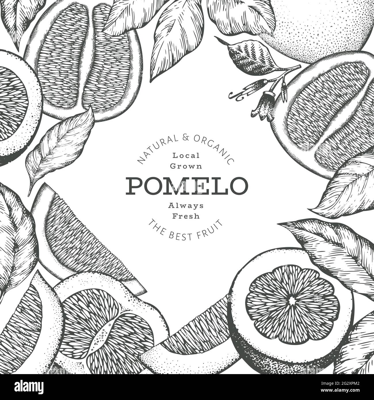 Hand drawn sketch style pomelo banner. Organic fresh fruit vector ...