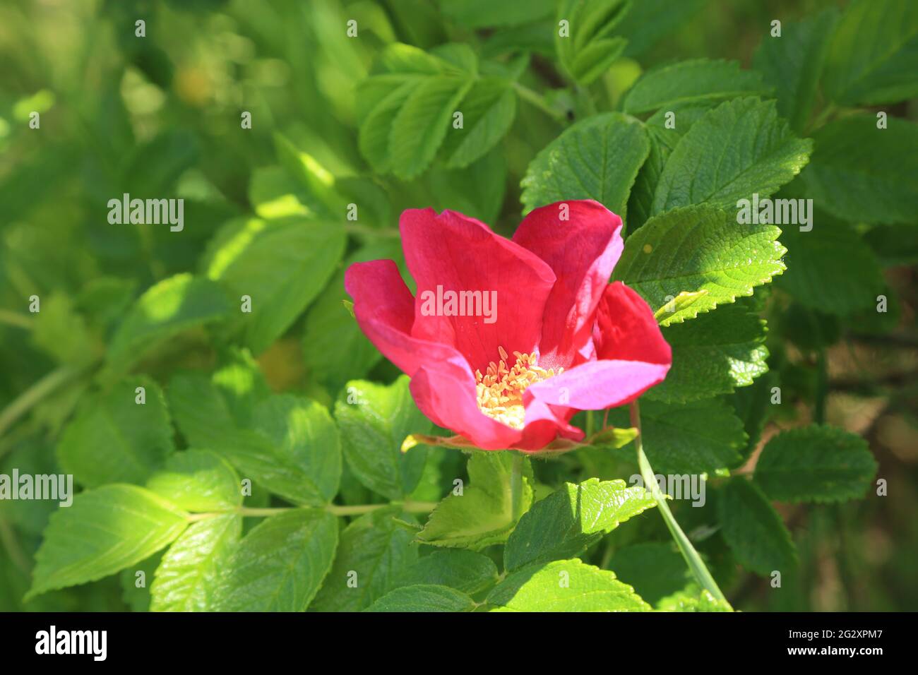 Red dog rose flower growing wild in Hospital Wood, Fordwich, Canterbury ...