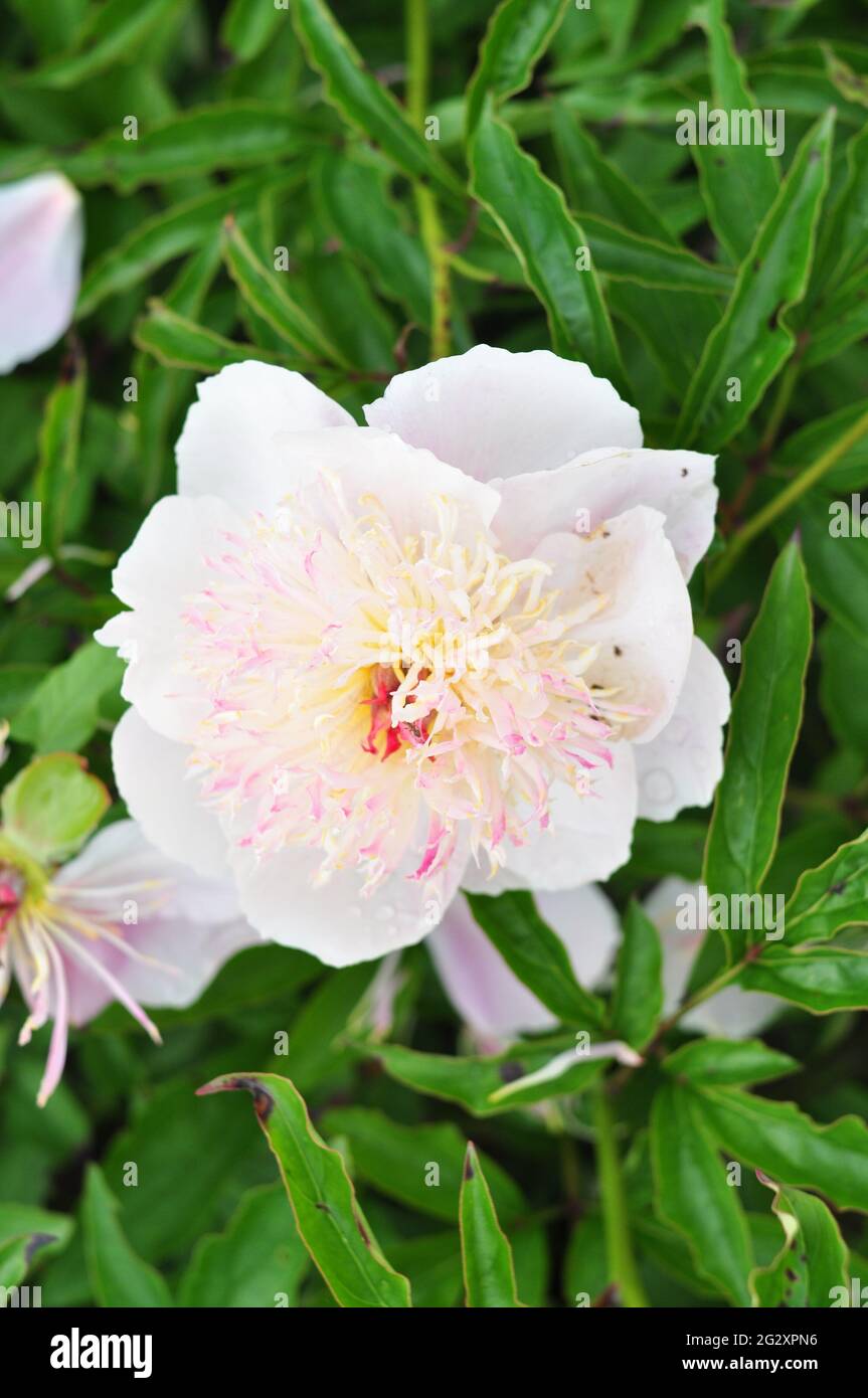 Blooming of peonies bushes in the garden in summer.Natural background ...