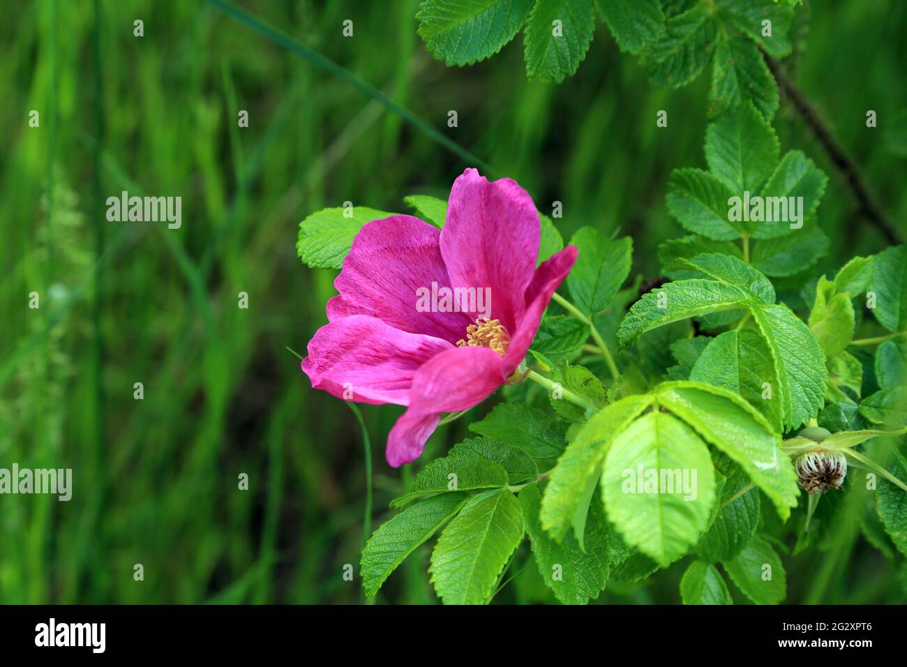 Pink dog rose flower growing wild in Hospital Wood, Fordwich ...