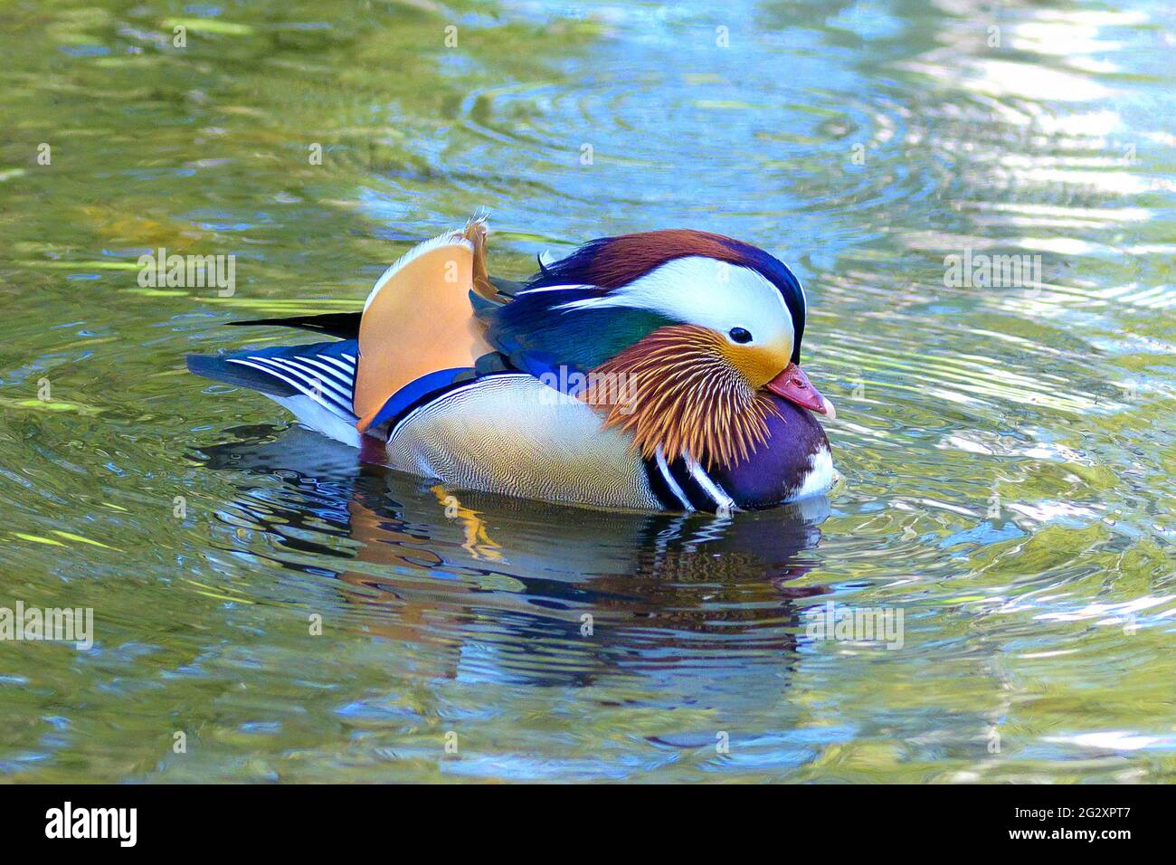 Colorful male Mandarin duck swimming in a pond, an East Palearctic ...