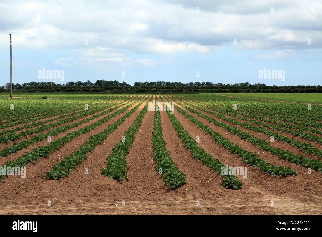British potato production hi-res stock photography and images - Alamy
