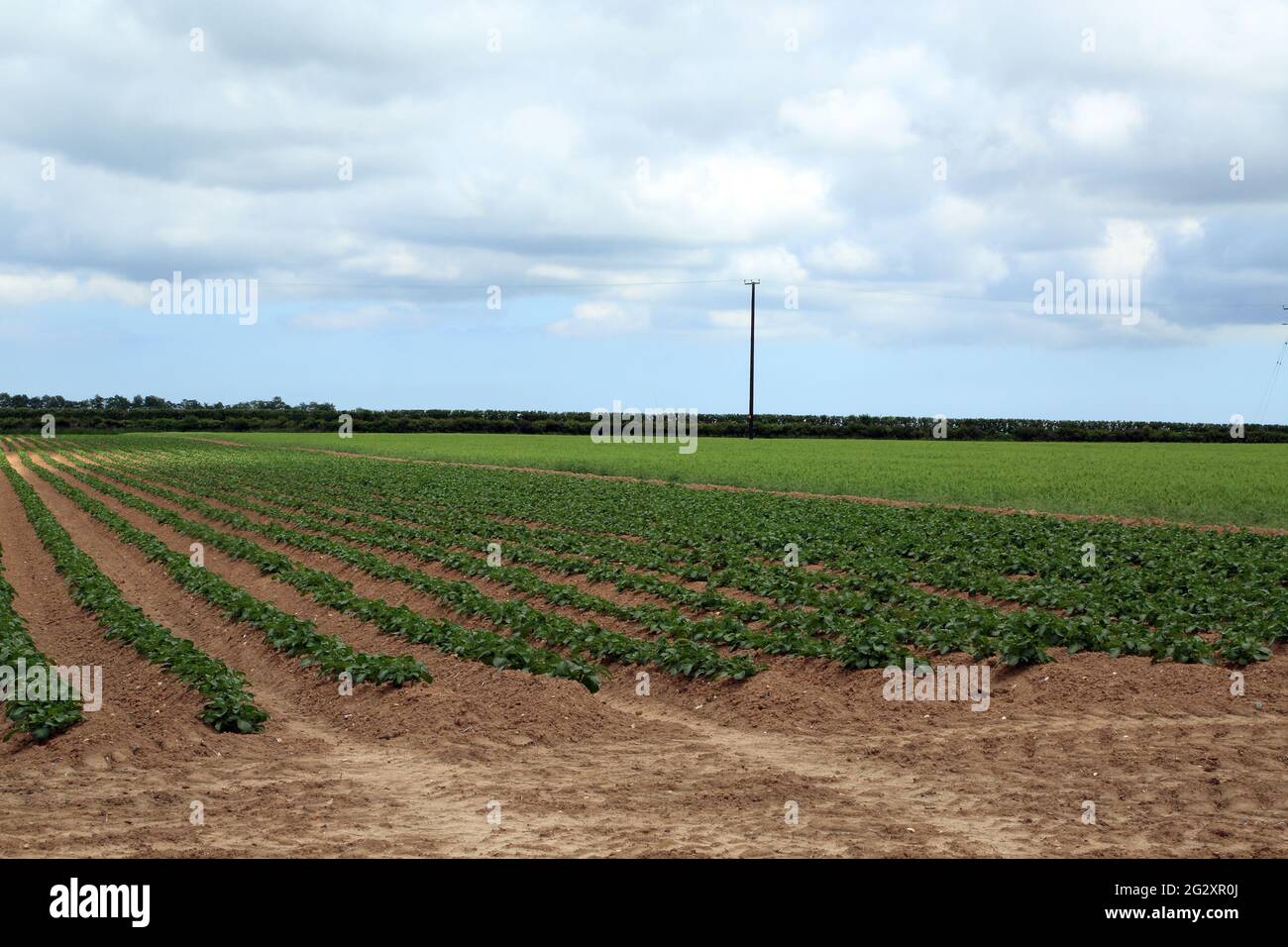 British potato production hi-res stock photography and images - Alamy