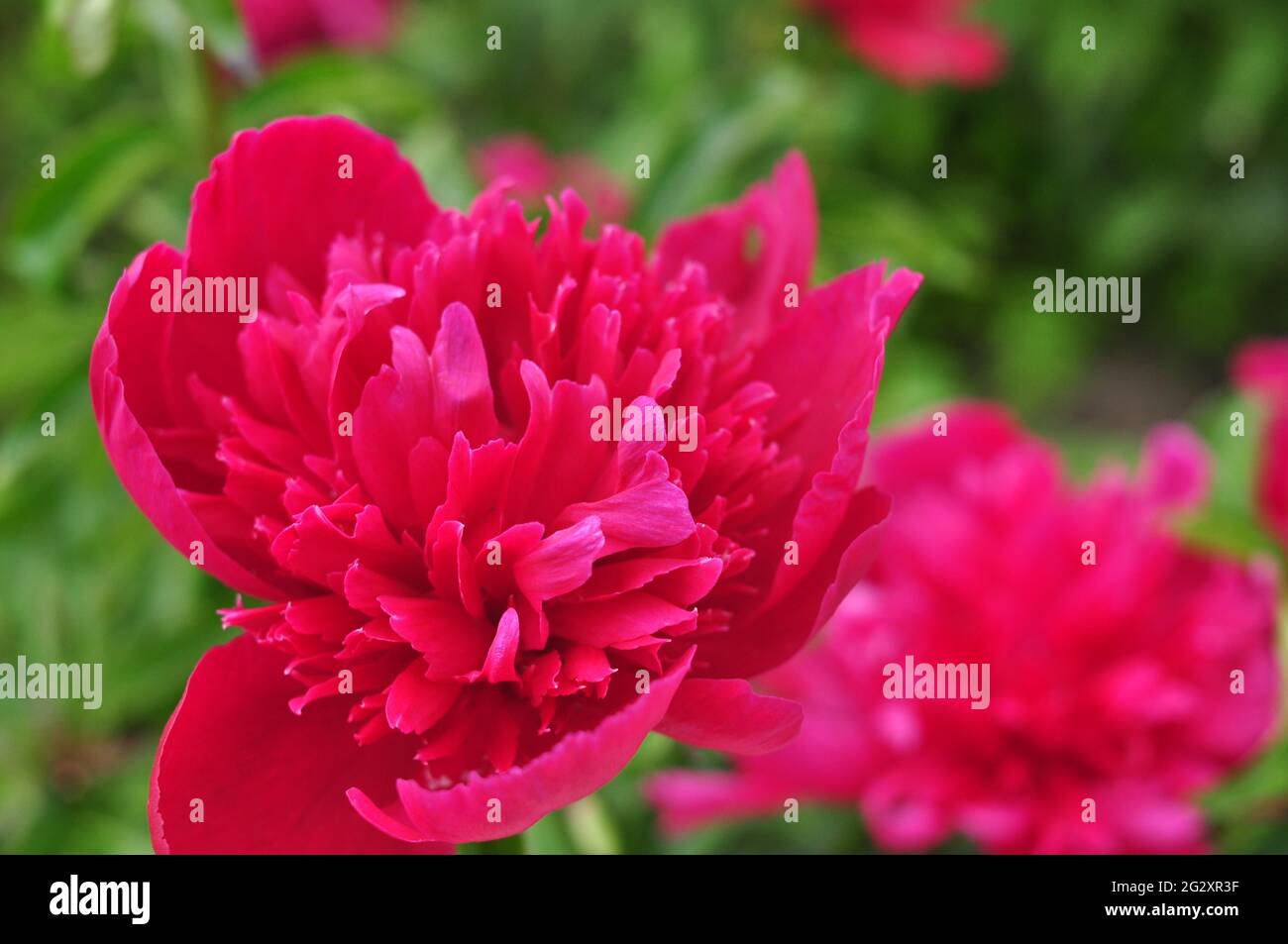 Blooming of peonies bushes in the garden in summer.Natural background ...