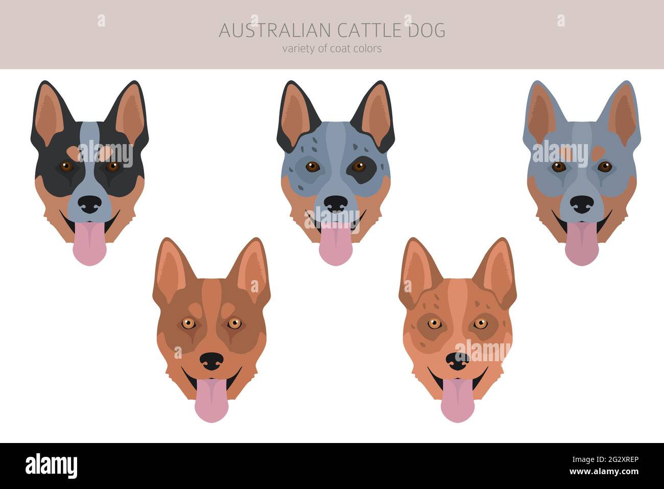 Australian cattle dog all colours clipart. Different coat colors and ...