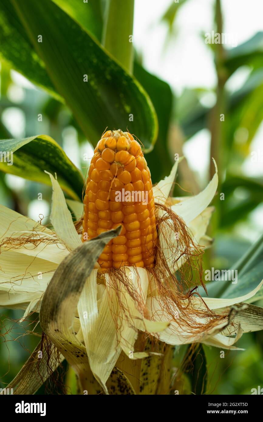 Ripe corn has been used to collect from trees that are yellow and ...