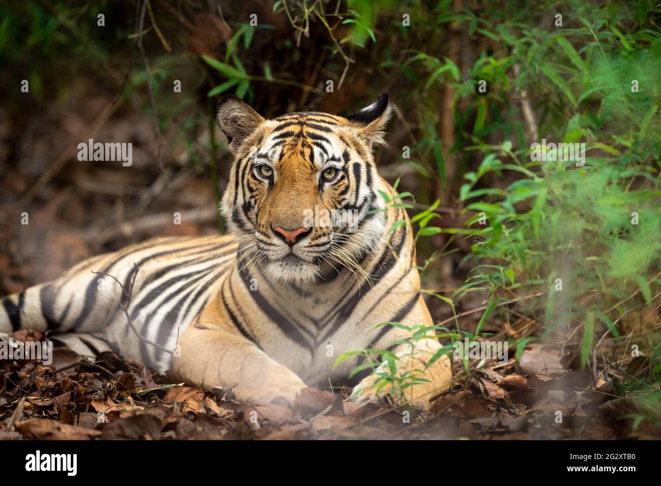 Indian wild royal bengal male tiger closeup in monsoon rains at ...