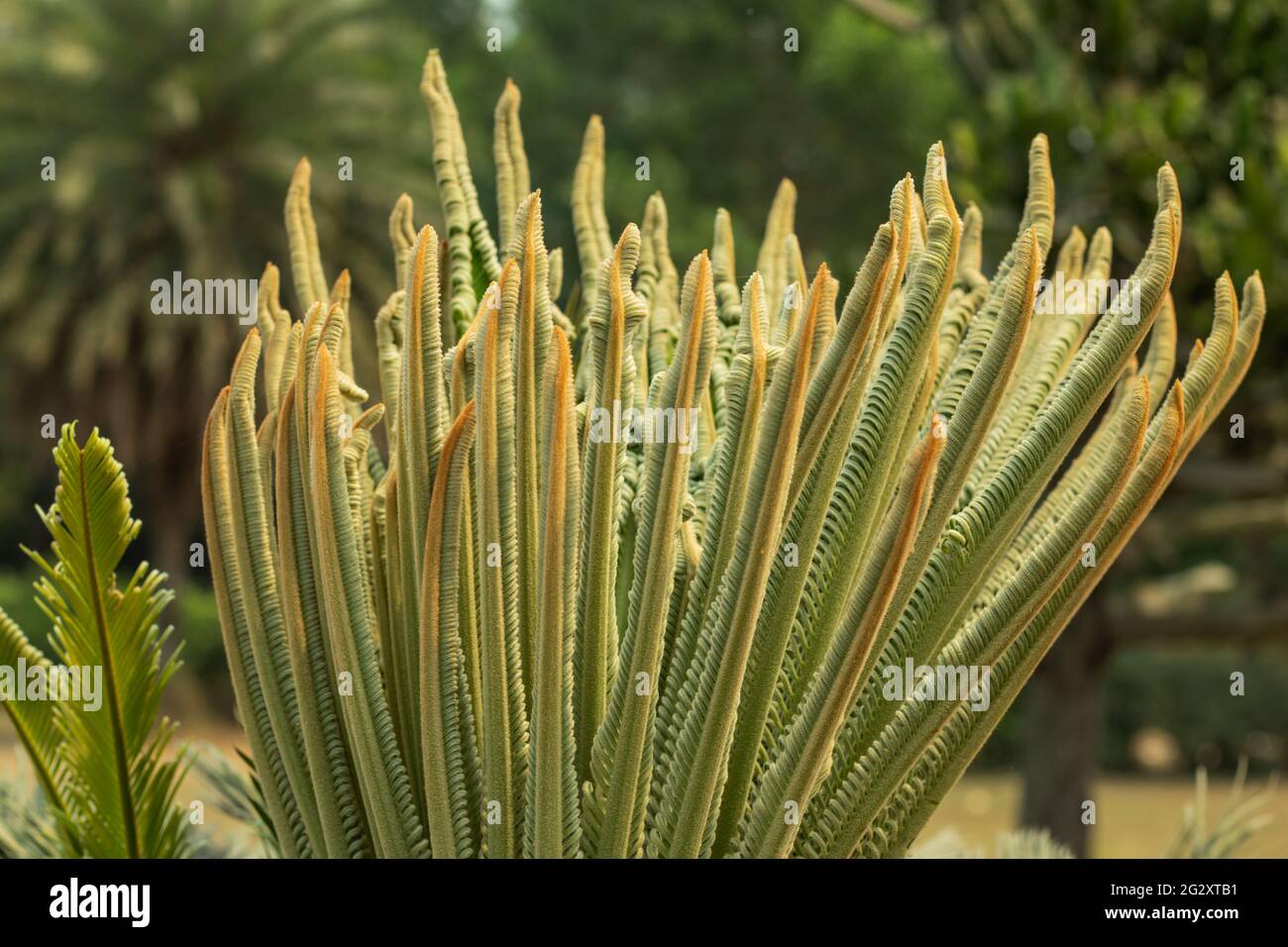 Cycas Family
