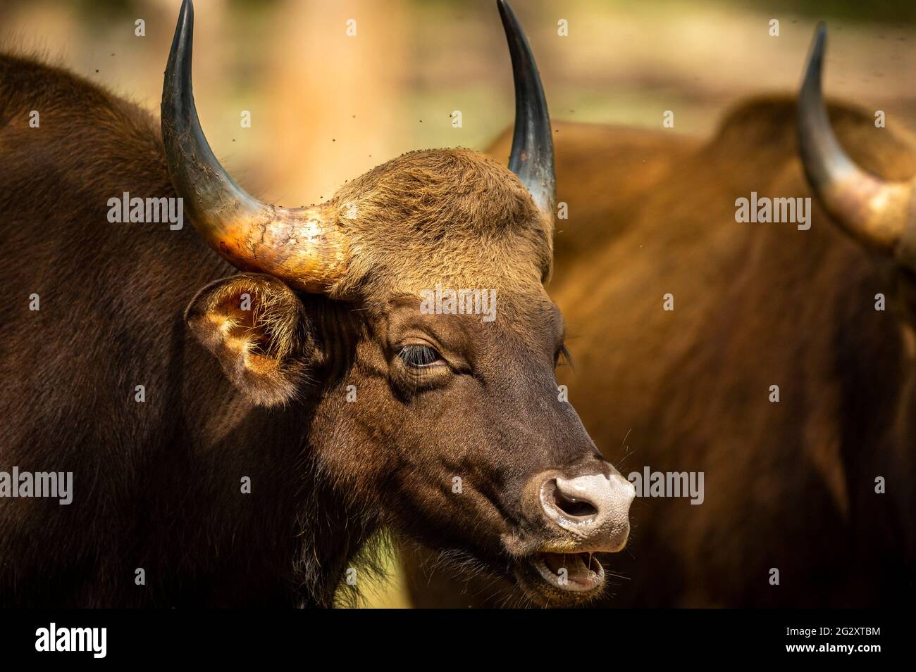 Indian Gaur Bison Horns High Resolution Stock Photography and Images ...