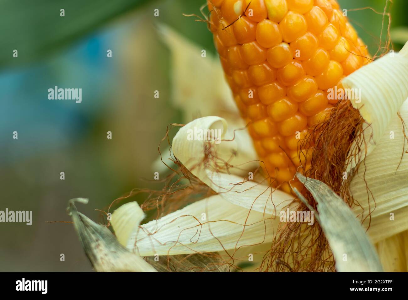 So close up view of the ripe yellow color raw corn seed after open the ...