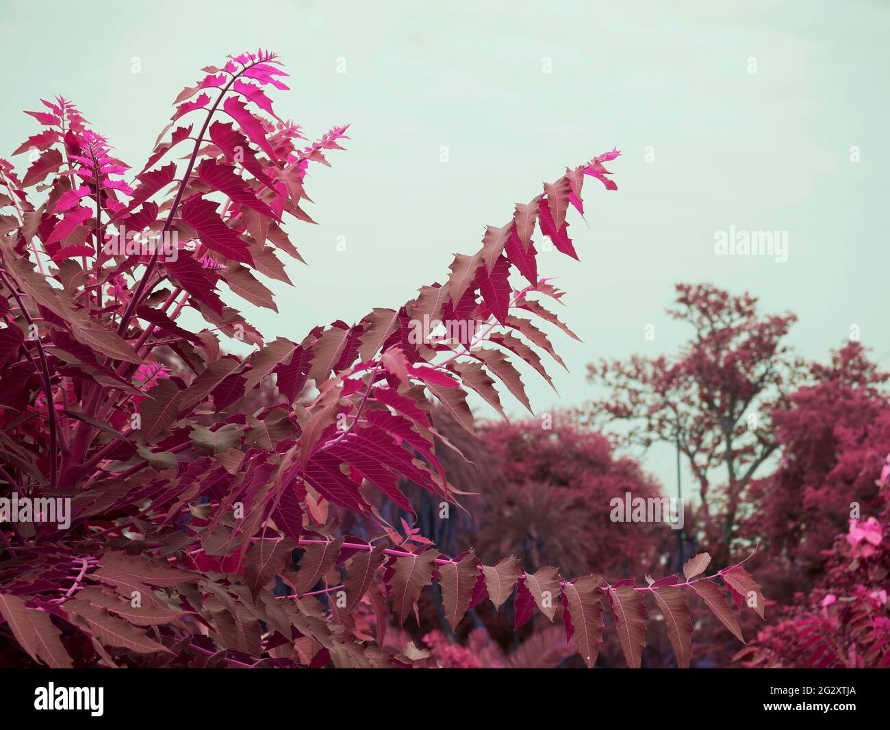 Pink color leaves set of plants presented with natural scene Stock ...