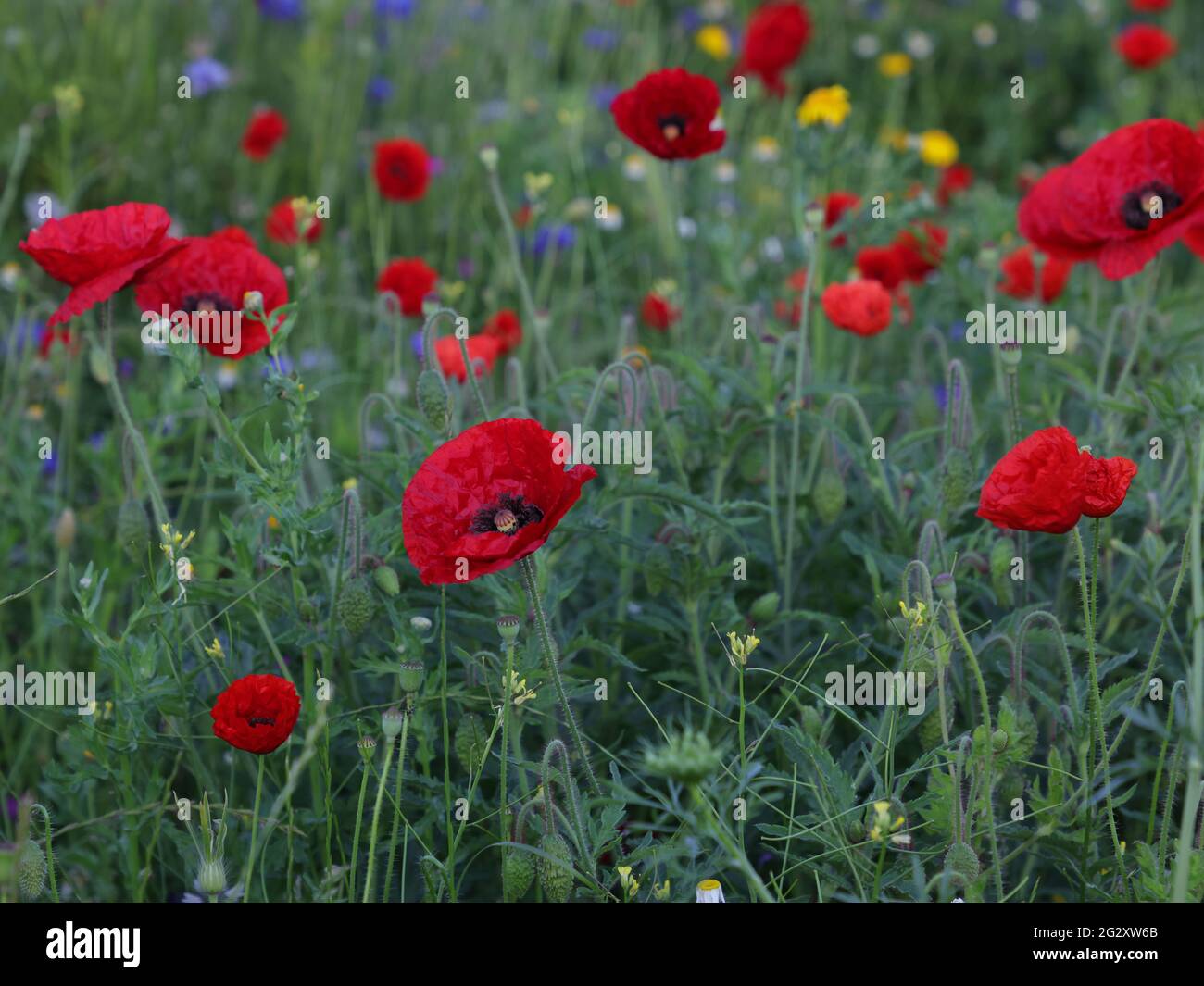 Wildflower of red poppy Stock Photo - Alamy
