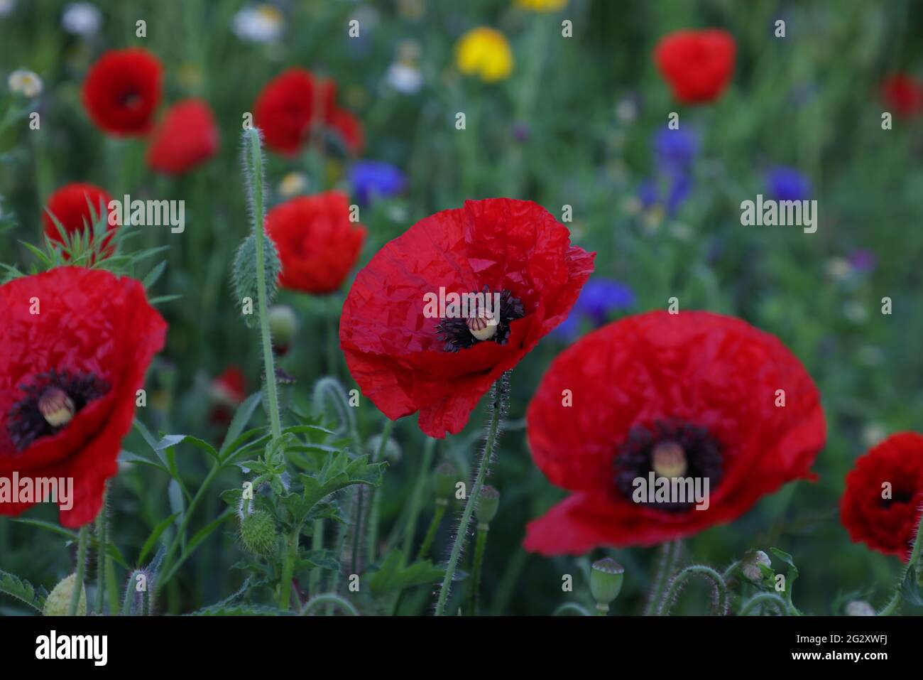 Wildflower of red poppy Stock Photo - Alamy