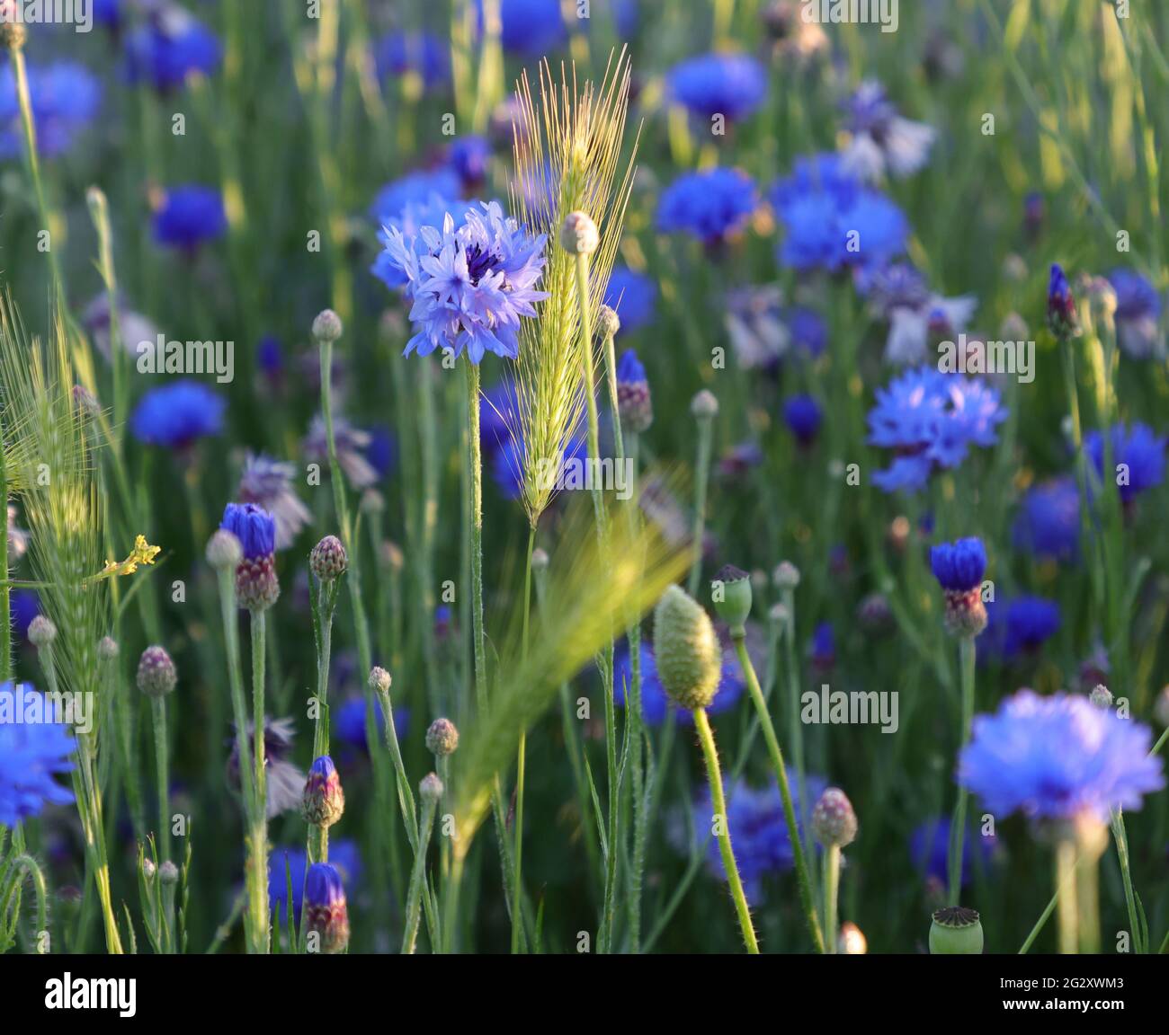 Cornflower native uk centaurea cyanus hi-res stock photography and ...