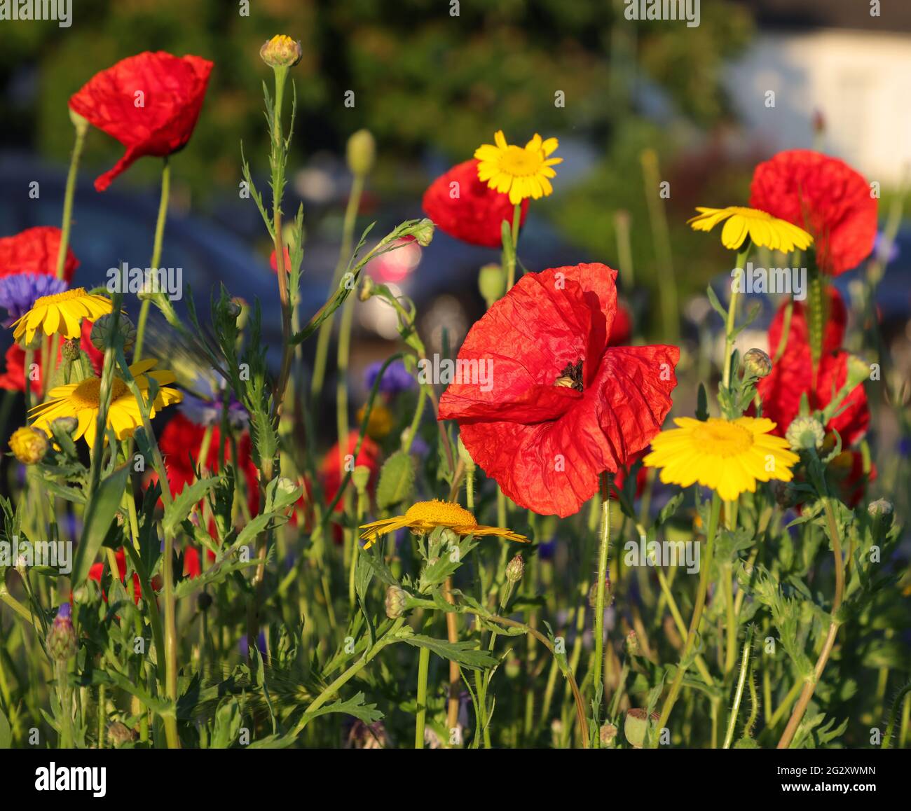 Wildflower of red poppy Stock Photo - Alamy