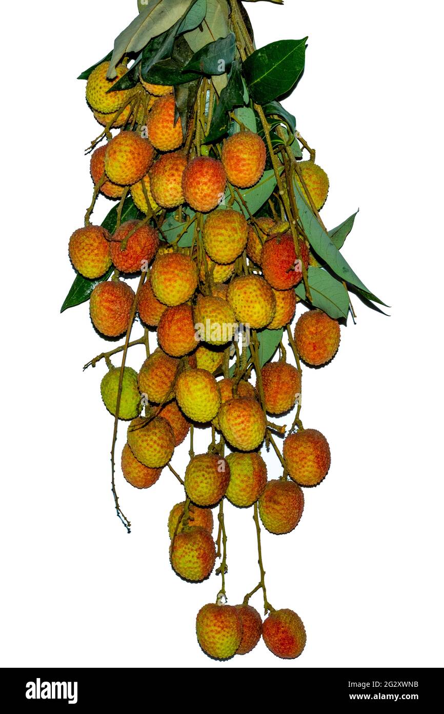 The lychee that plant is evergreen litchi, Lychee, Lychee Litchi, Lizhi ...