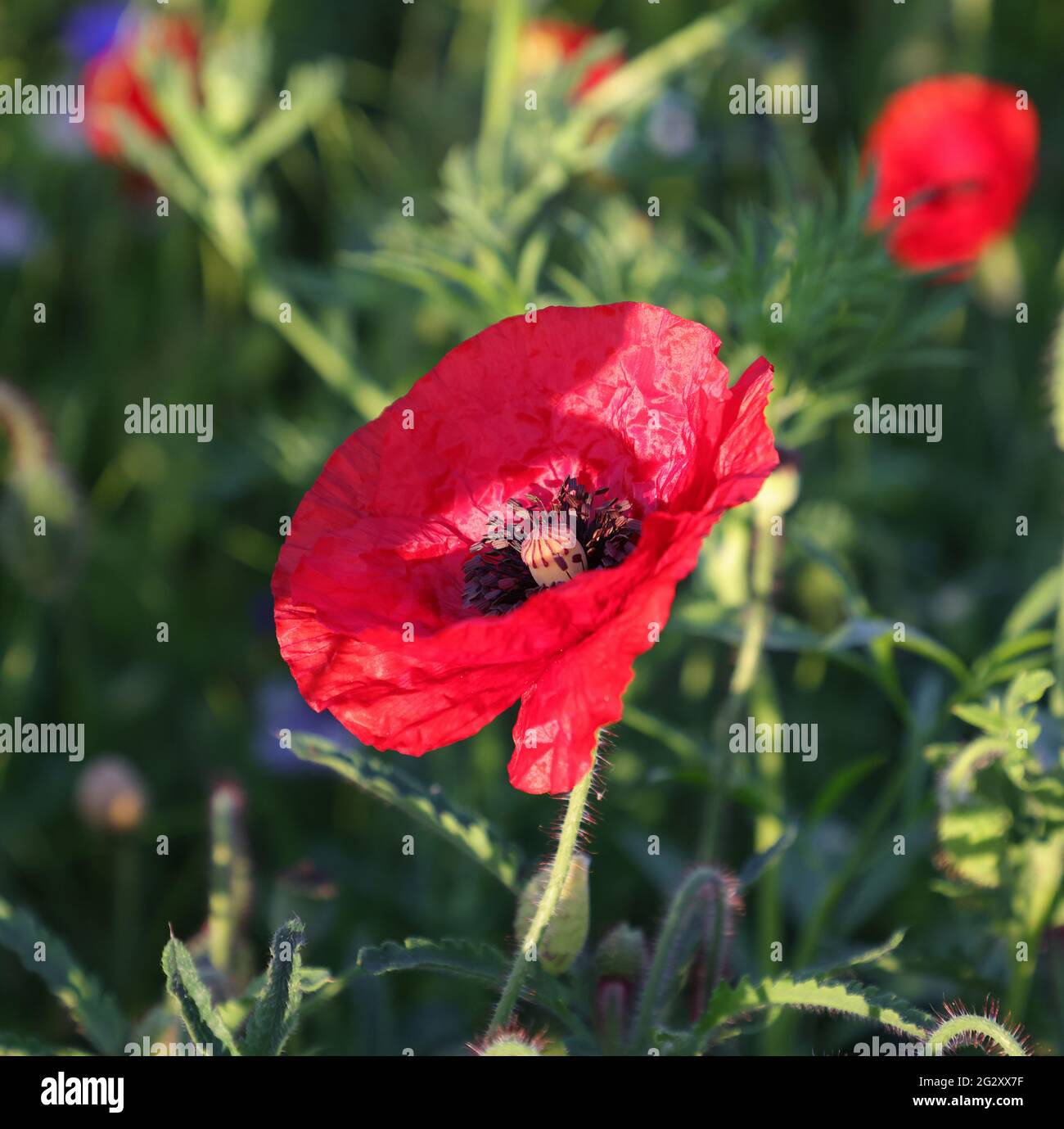 Wildflower of red poppy Stock Photo - Alamy