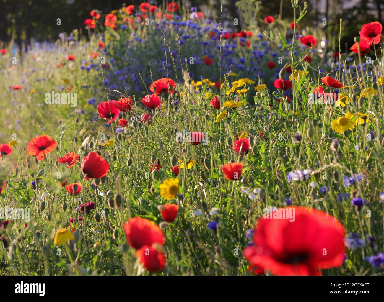 Wildflower of red poppy Stock Photo - Alamy