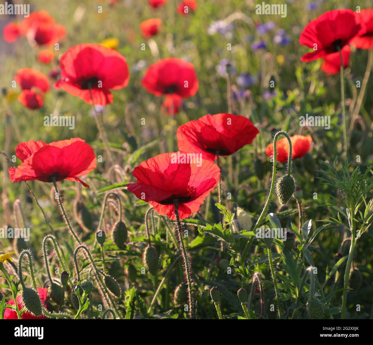 Wildflower of red poppy Stock Photo - Alamy
