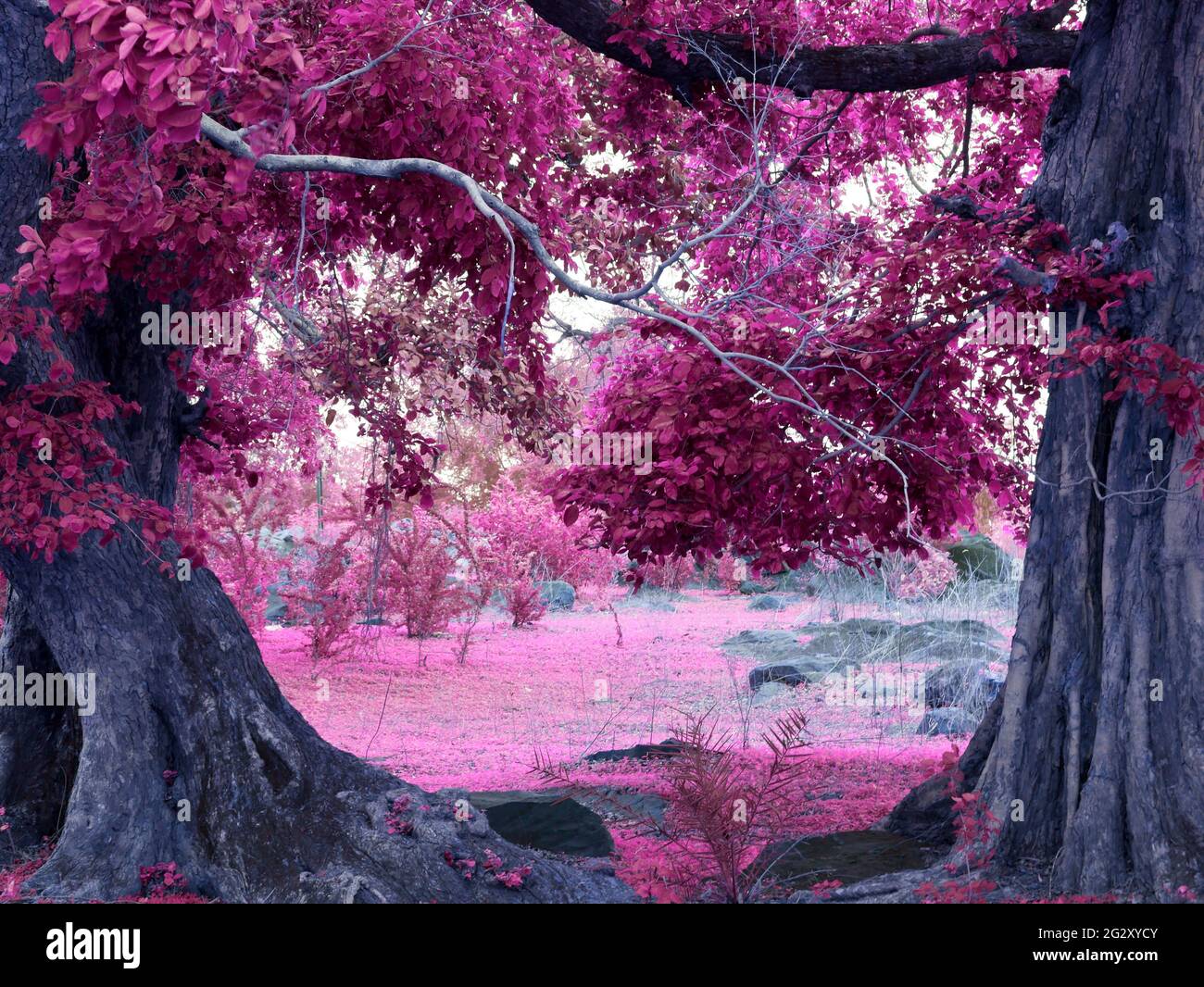 Two Violet color leaves tree center frame forest background Stock Photo ...