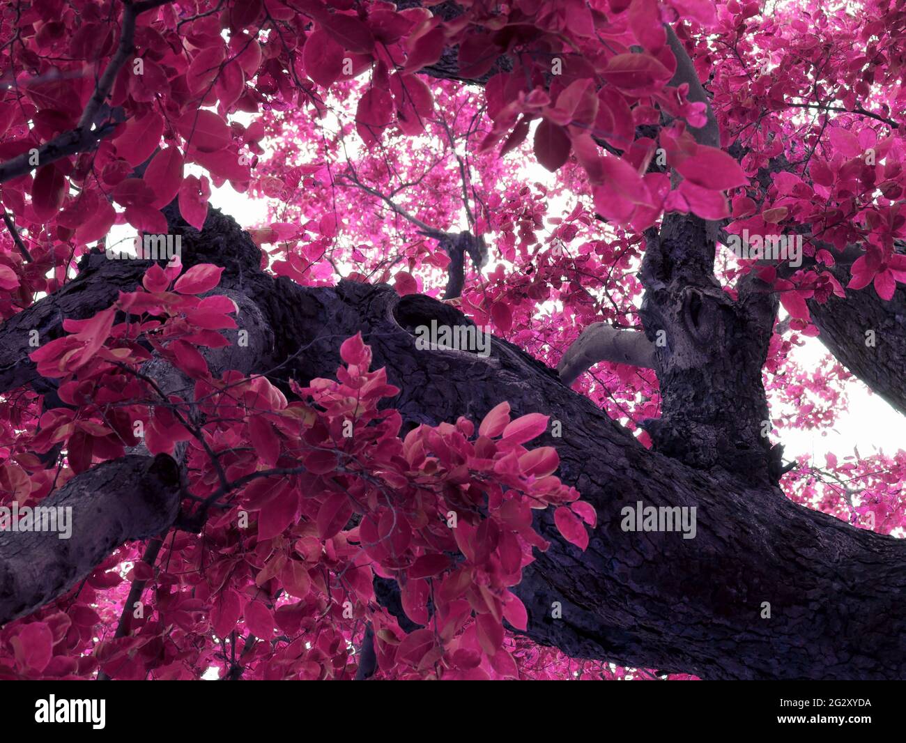Amazing pink color leaves tree branch presented on white sky background ...