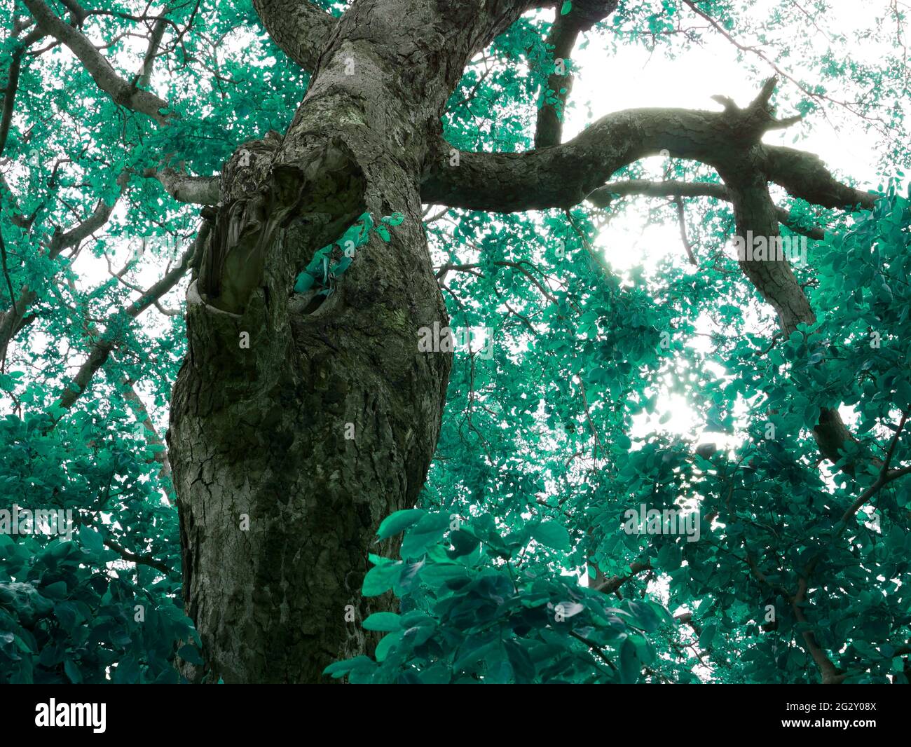 Natural tree background with multiple branches on sky background Stock ...