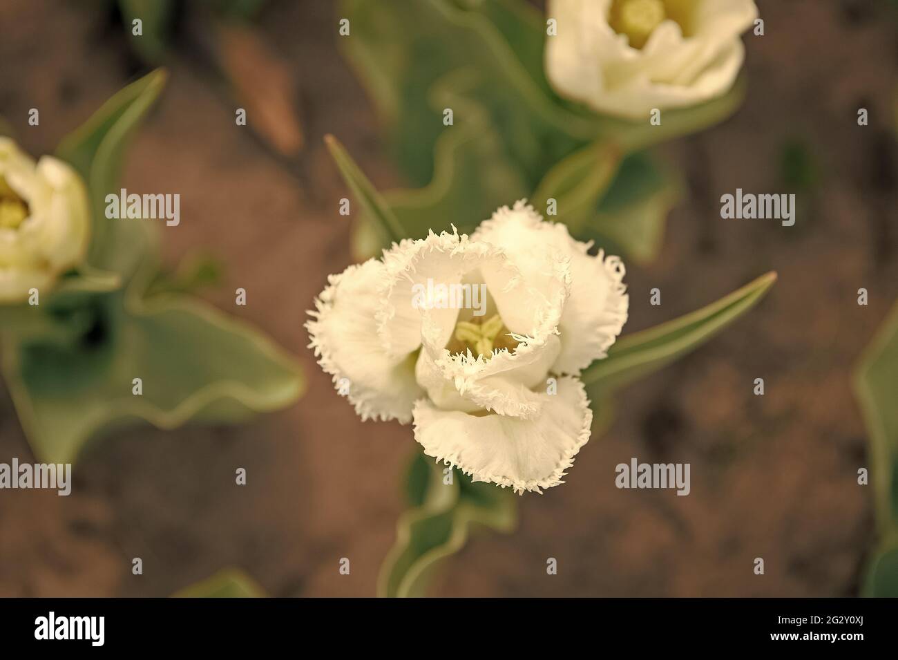 Pleasant aroma. Gardening concept. Grow flowers garden. Spring holidays ...