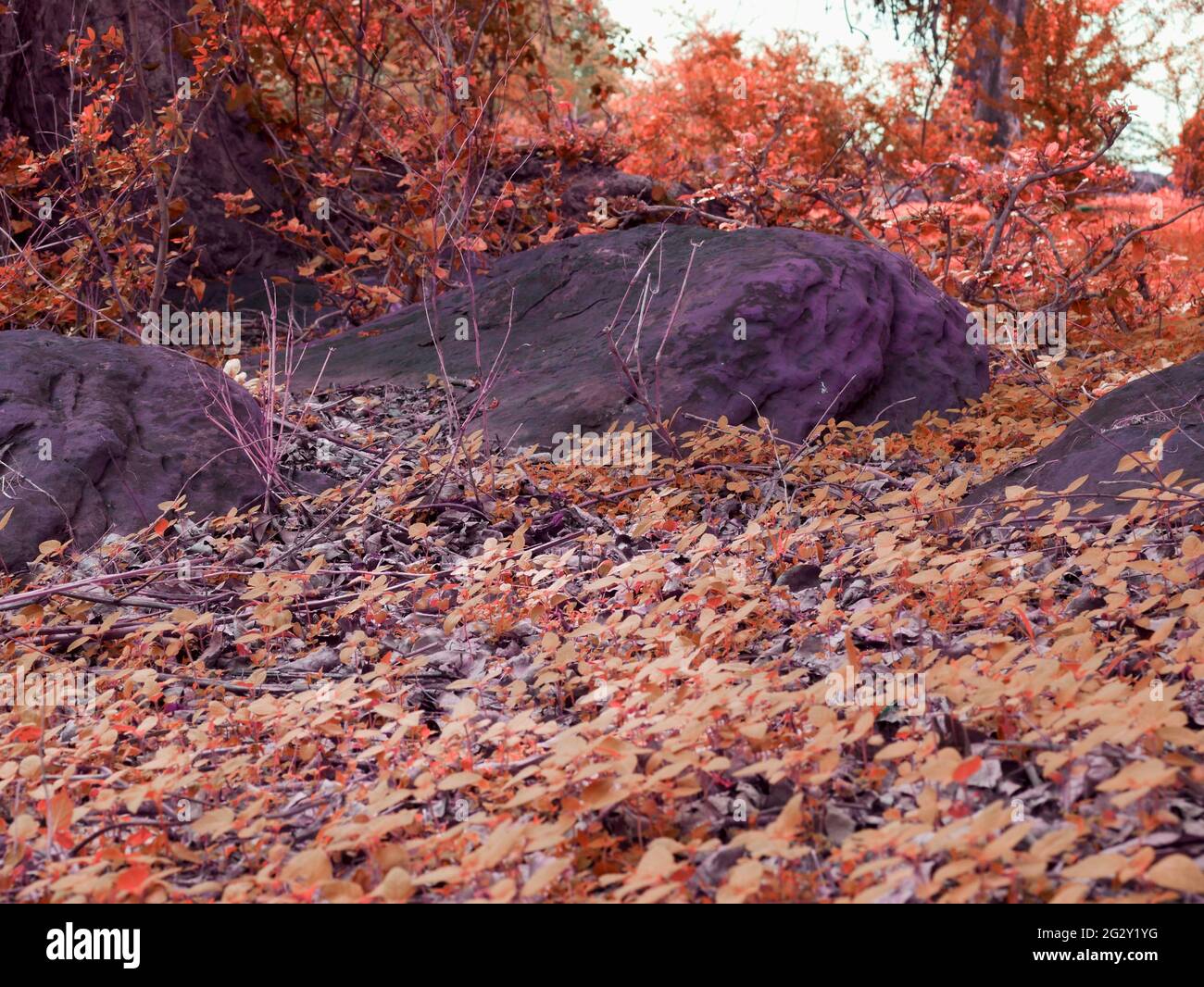 Stone scenery nature field with dark color grass surface Stock Photo ...
